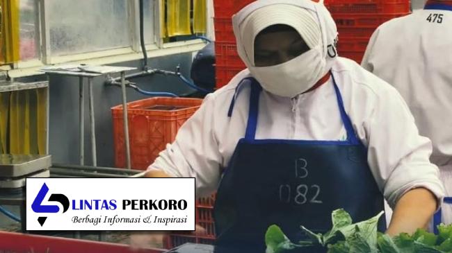 PT Java Agritech Ekspor 72 Ton Wasabi Produksi ke Jepang